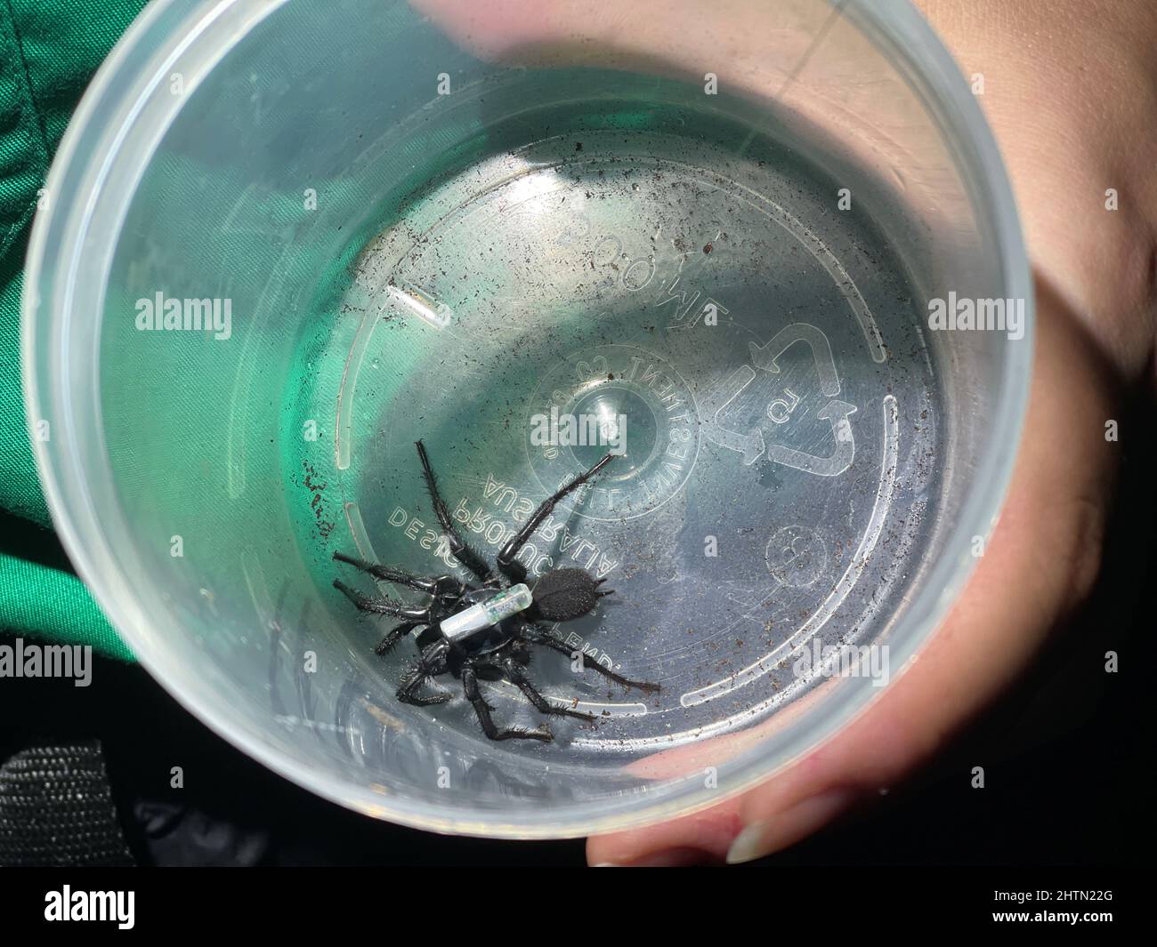 Sydney trichternetzspinne -Fotos und -Bildmaterial in hoher Auflösung ...