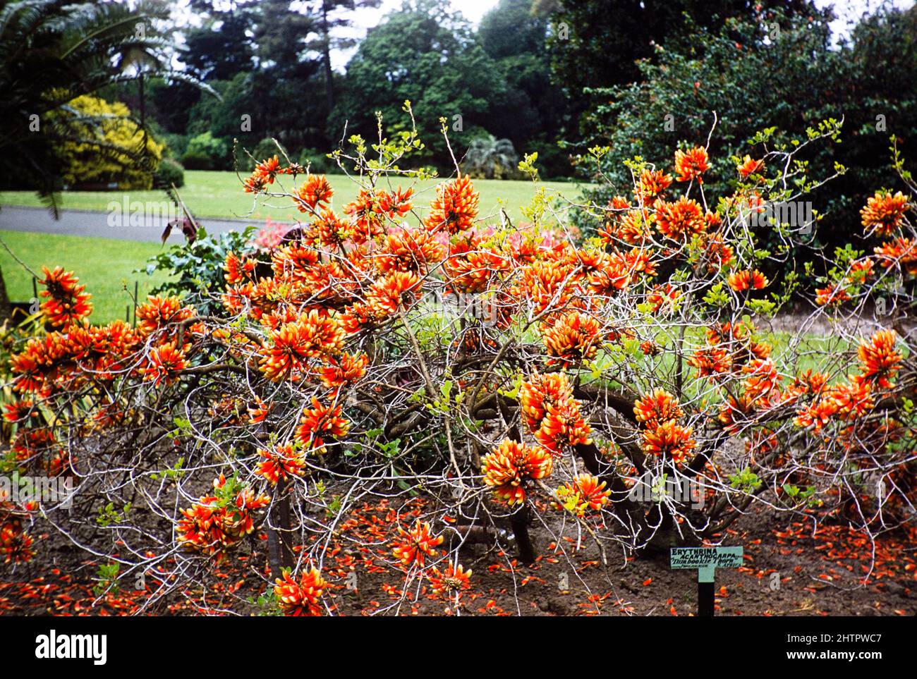 Erythrina acanthocarpa plant, Tambookie Thorn, Thorn Strauch Tree ...