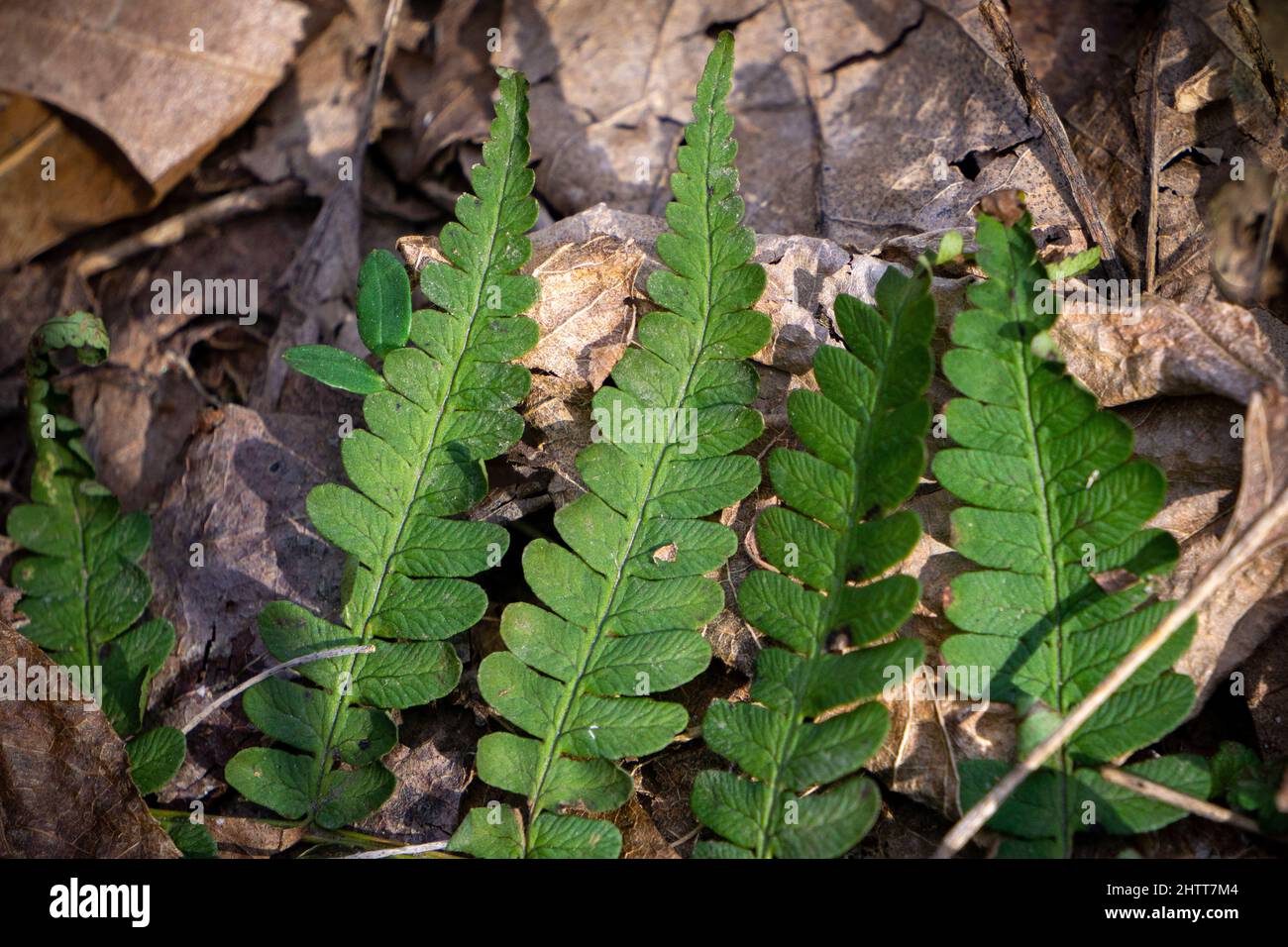 Bodendecker farn -Fotos und -Bildmaterial in hoher Auflösung – Alamy