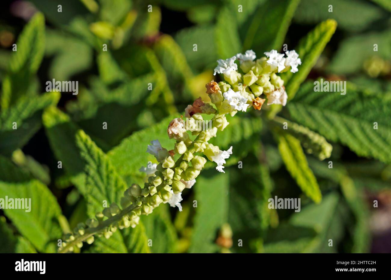 Wild salbei -Fotos und -Bildmaterial in hoher Auflösung – Alamy