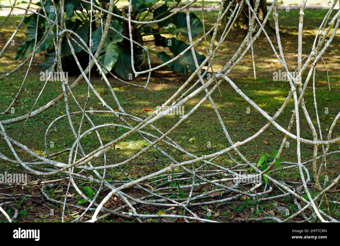 Lianen regenwald -Fotos und -Bildmaterial in hoher Auflösung – Alamy
