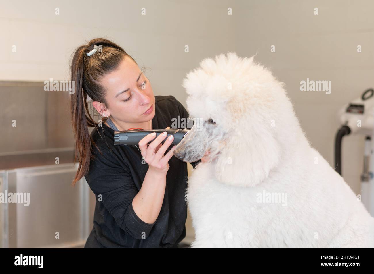 Riesiger pudel -Fotos und -Bildmaterial in hoher Auflösung – Alamy