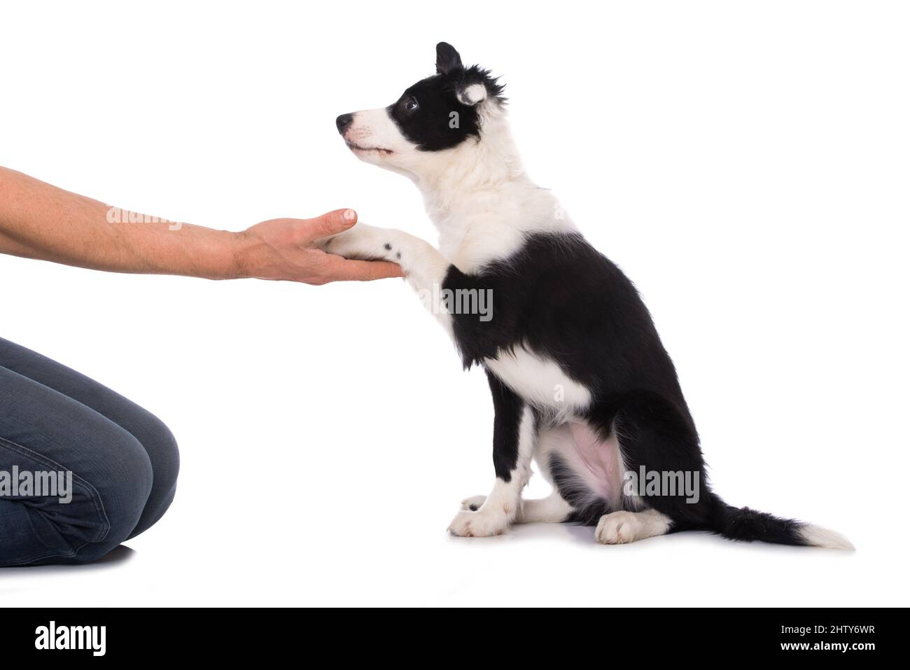 Gib die pfote Ausgeschnittene Stockfotos und -bilder - Alamy