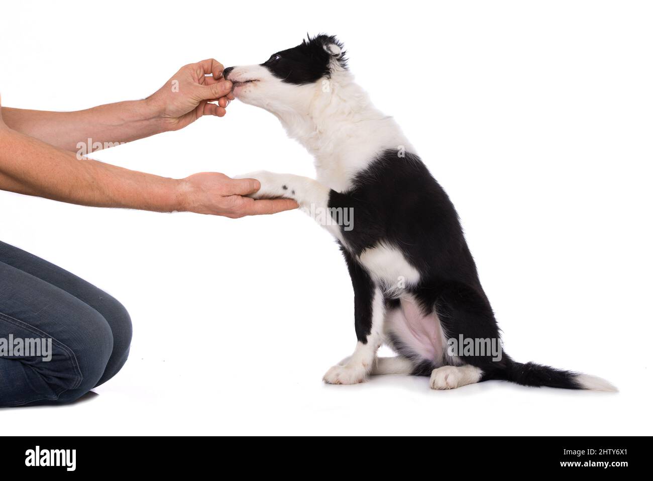Gib die pfote Ausgeschnittene Stockfotos und -bilder - Alamy