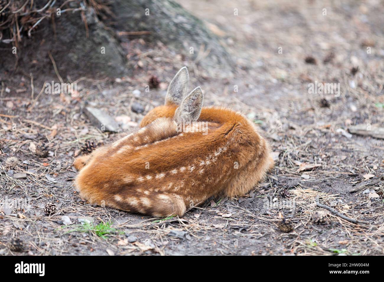 Capreolus capreolus pygargus -Fotos und -Bildmaterial in hoher ...