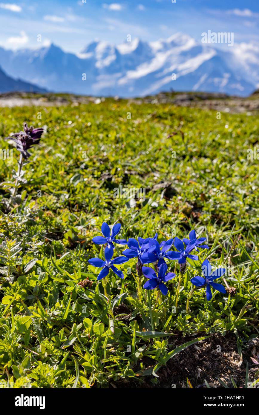 Frankreich, Haute Savoie, Flaine, The Grandes Plati? Res. Nahaufnahme ...