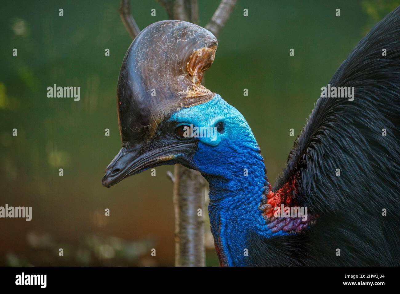 Seltener australischer vogel -Fotos und -Bildmaterial in hoher ...