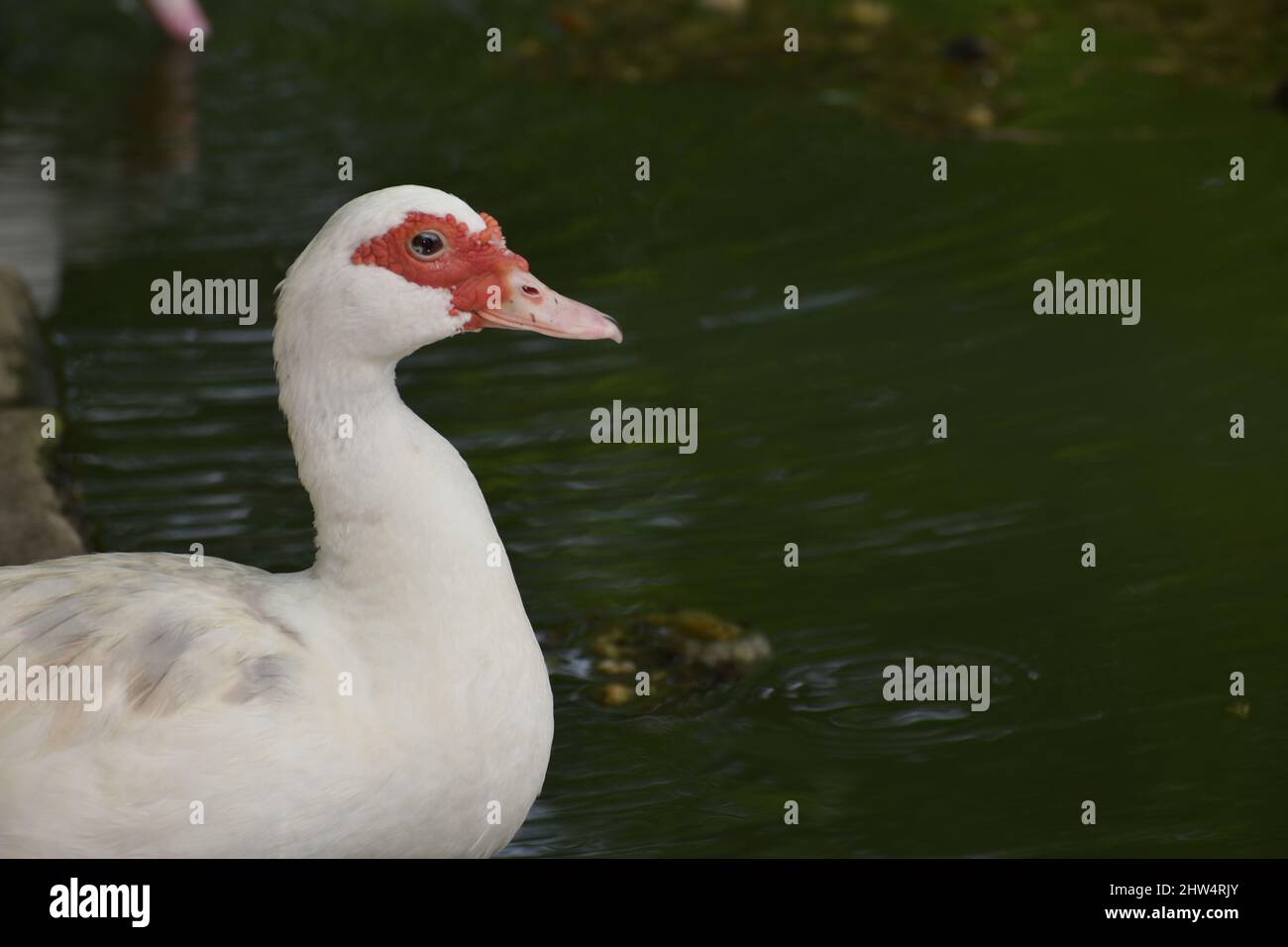 Wart duck black white red -Fotos und -Bildmaterial in hoher Auflösung ...