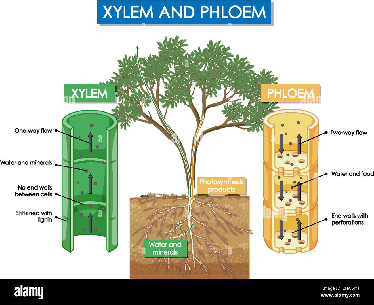 Xylem Und Phloem Bei Pflanzen