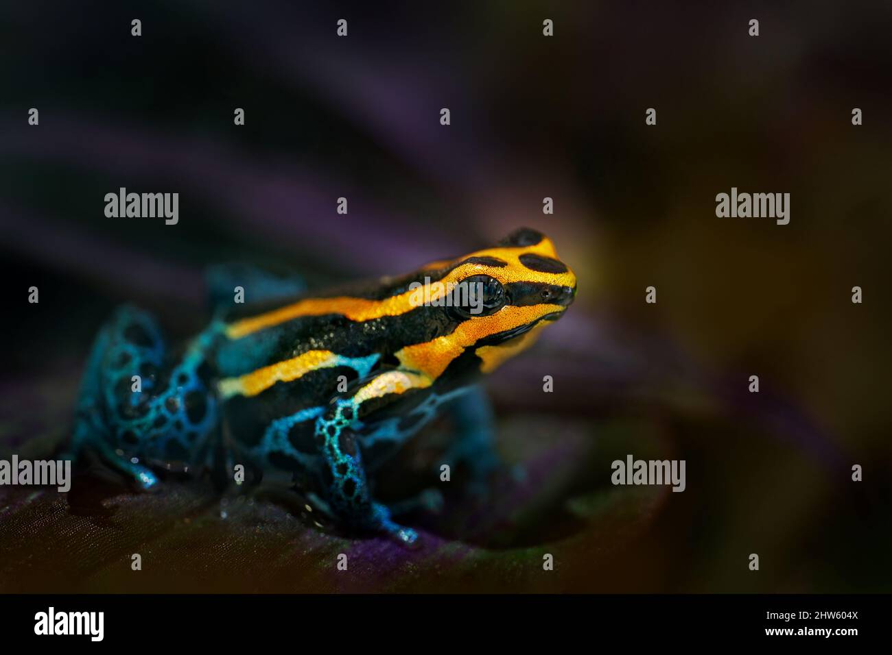 Ranitomeya amazonica -Fotos und -Bildmaterial in hoher Auflösung – Alamy