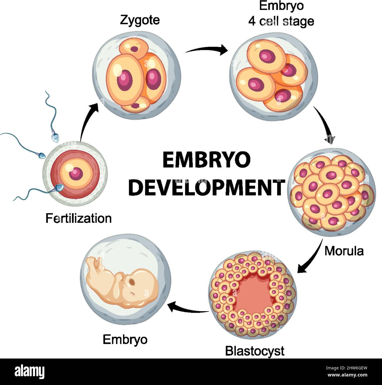 Blastocyst embryo Stock-Vektorgrafiken kaufen - Alamy