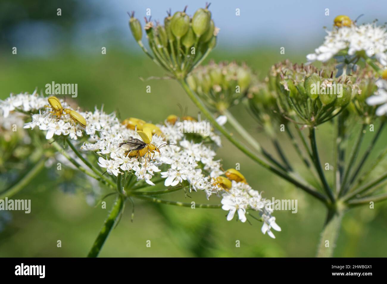 Schwefelkäfer (Cteniopus sulfureus) nectaring on Common Hogweed ...