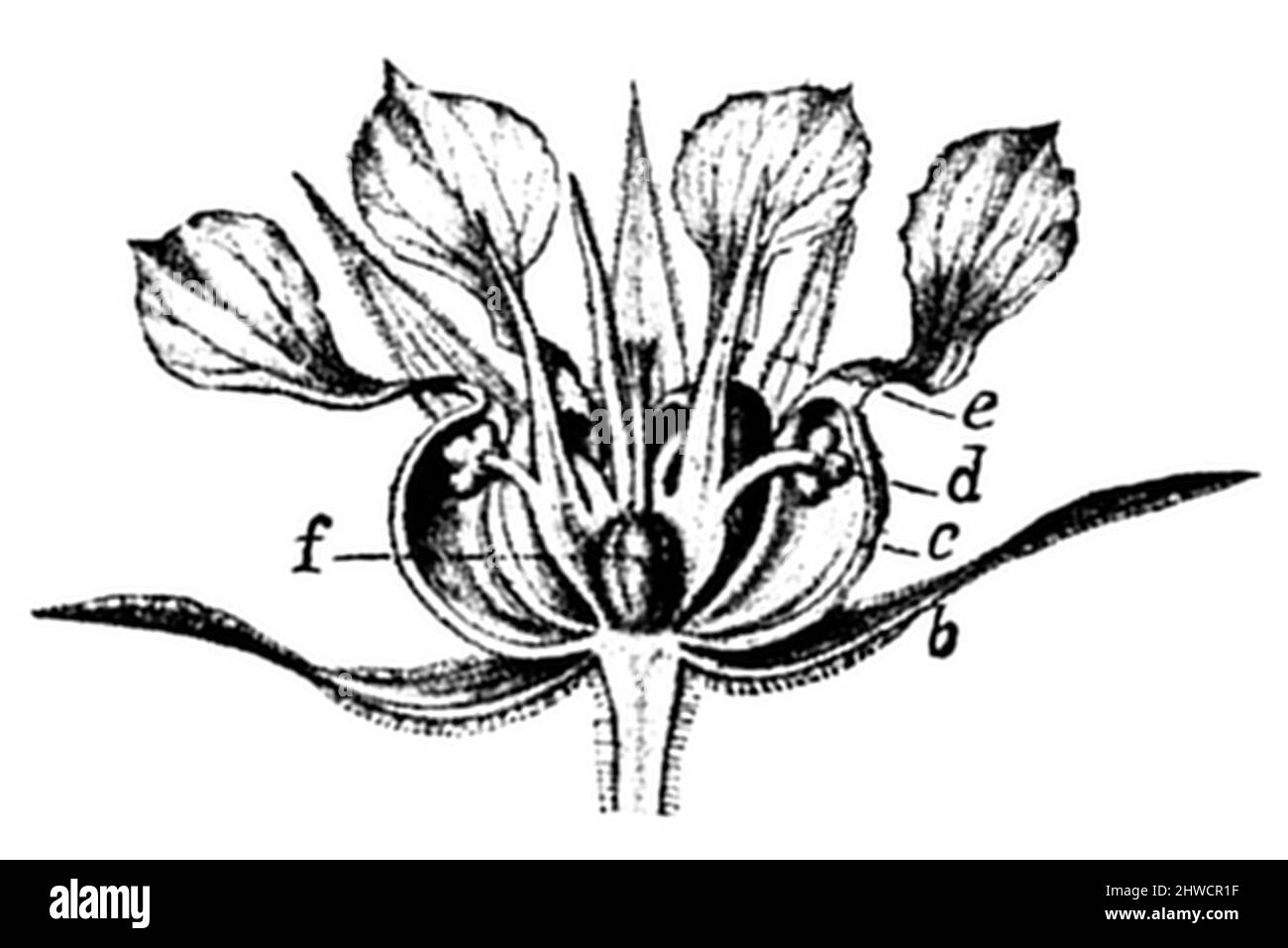 Kakaobaum Fleur coupée dans le sens de la longueur, Theobroma cacao ...