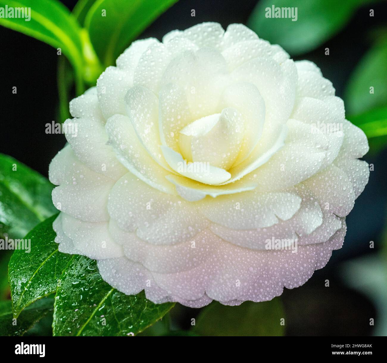 Camillia sinensis -Fotos und -Bildmaterial in hoher Auflösung – Alamy