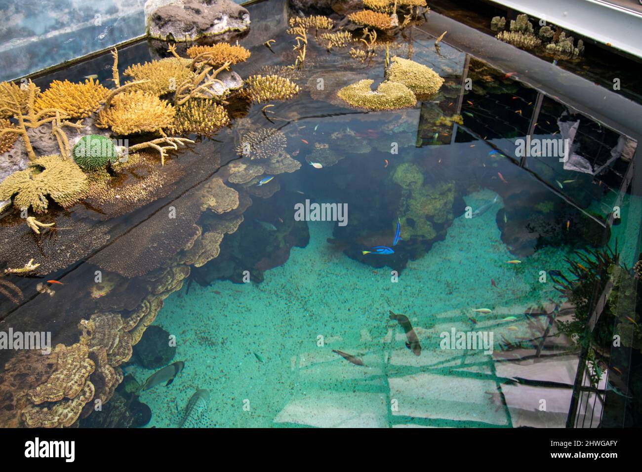 Tropisches Aquarium mit Riffen und bunten Fischen im Aquarium von ...