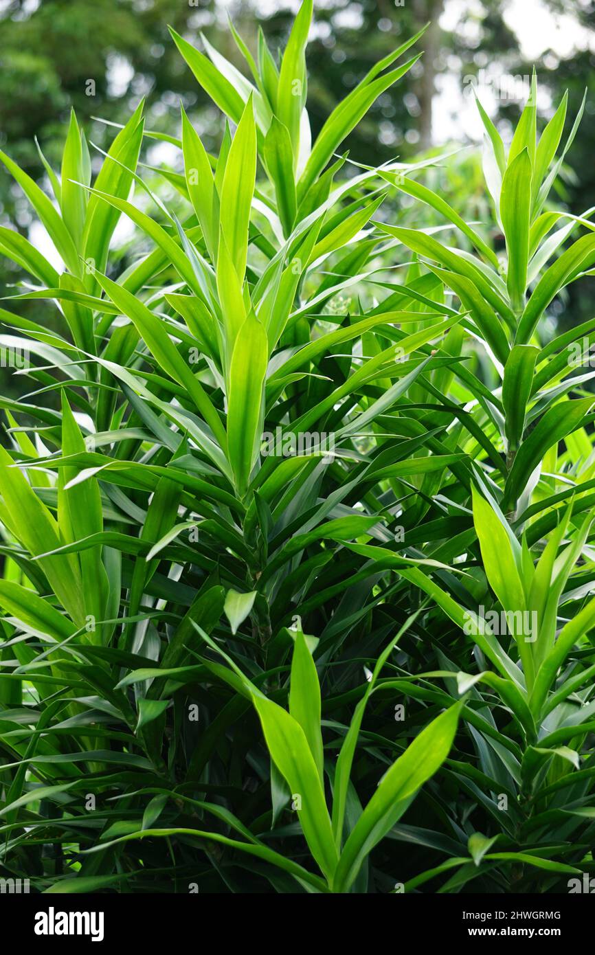 Pleomele angustifolia -Fotos und -Bildmaterial in hoher Auflösung – Alamy