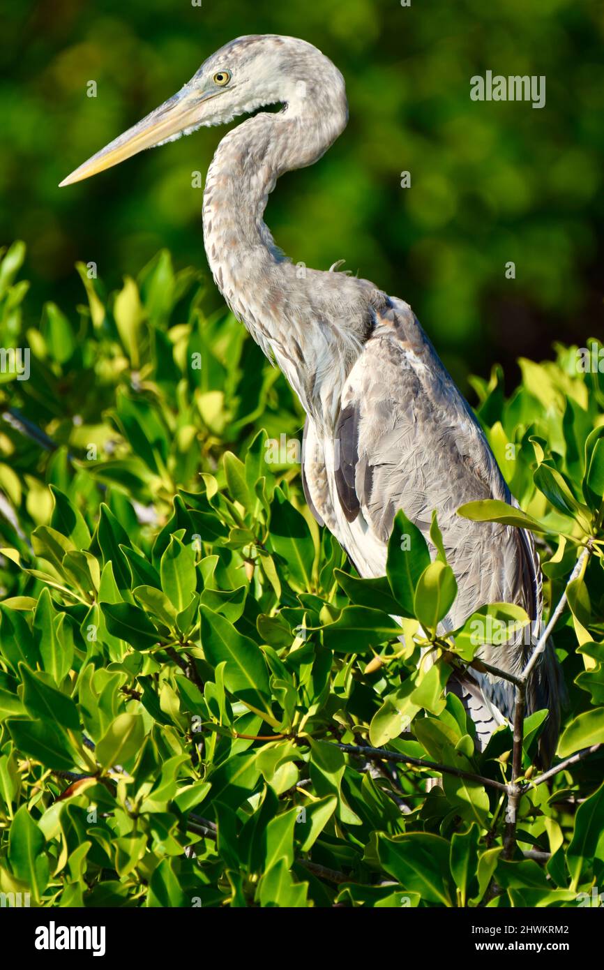 Ein jugendlicher Blaureiher (Ardea herodias) in der Lagune von San ... Ein jugendlicher Blaureiher (Ardea herodias) in der Lagune von San ...