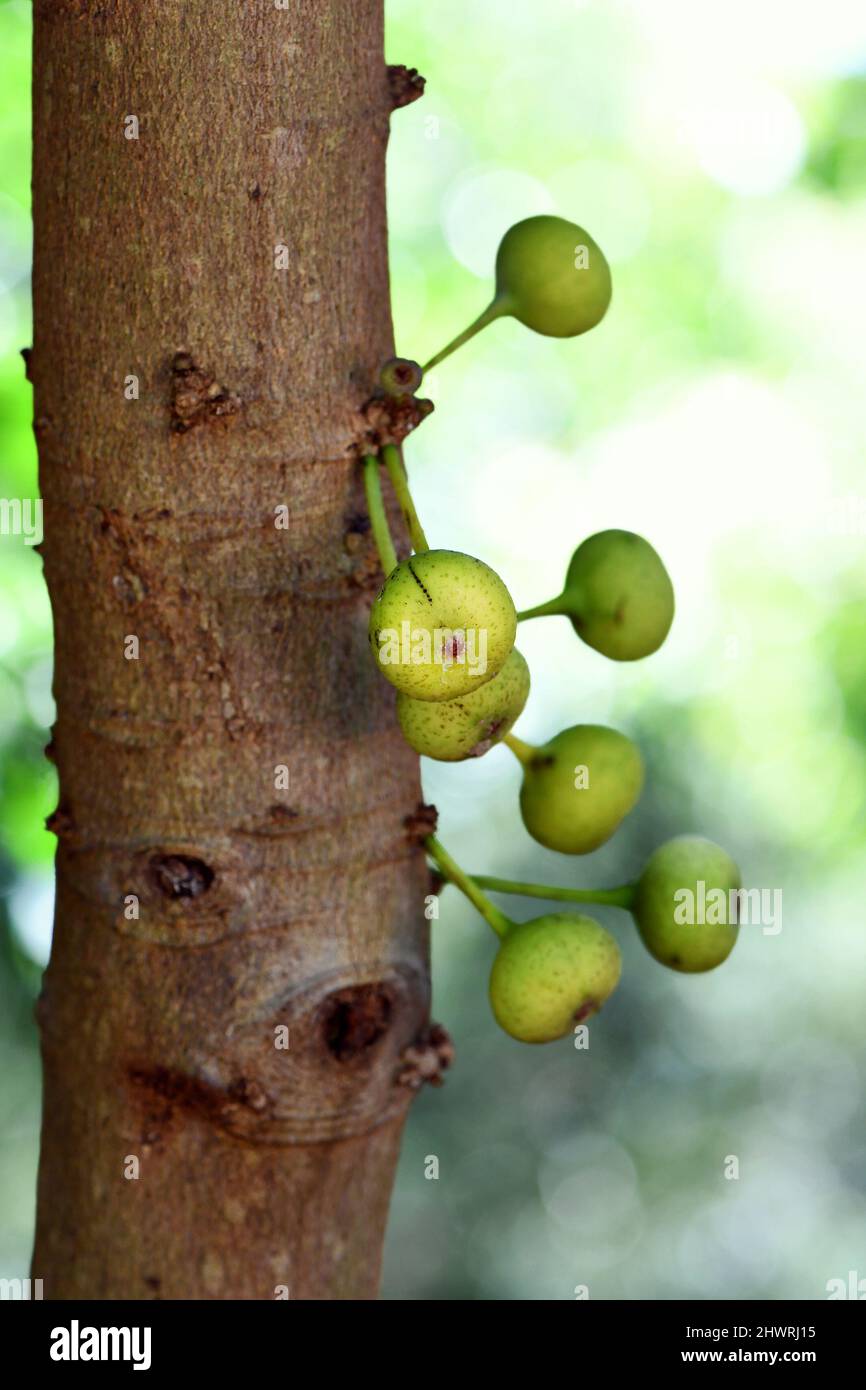 Ficus copiosa -Fotos und -Bildmaterial in hoher Auflösung – Alamy