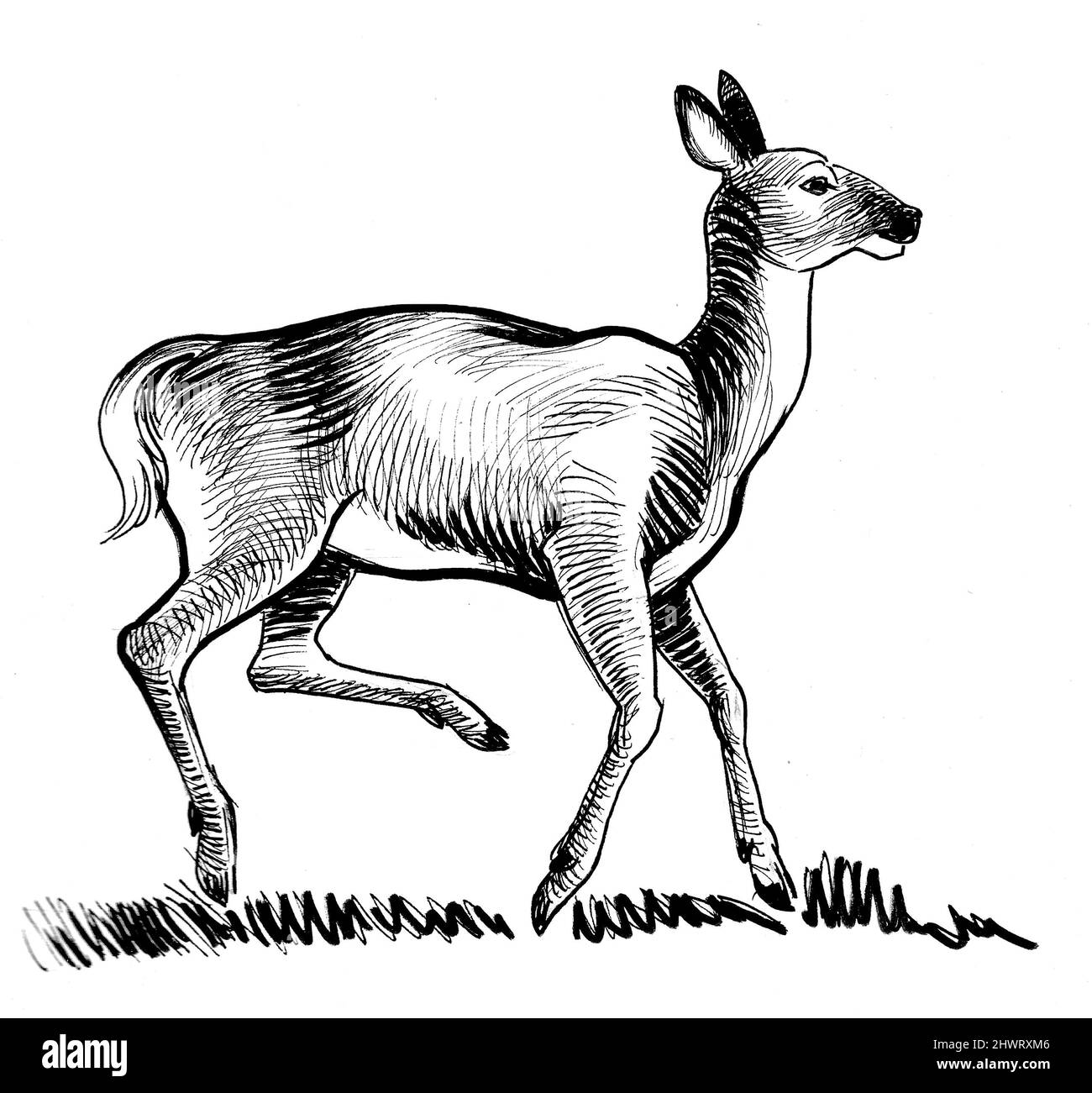 Reh zeichnung schwarz weiss -Fotos und -Bildmaterial in hoher Auflösung ...