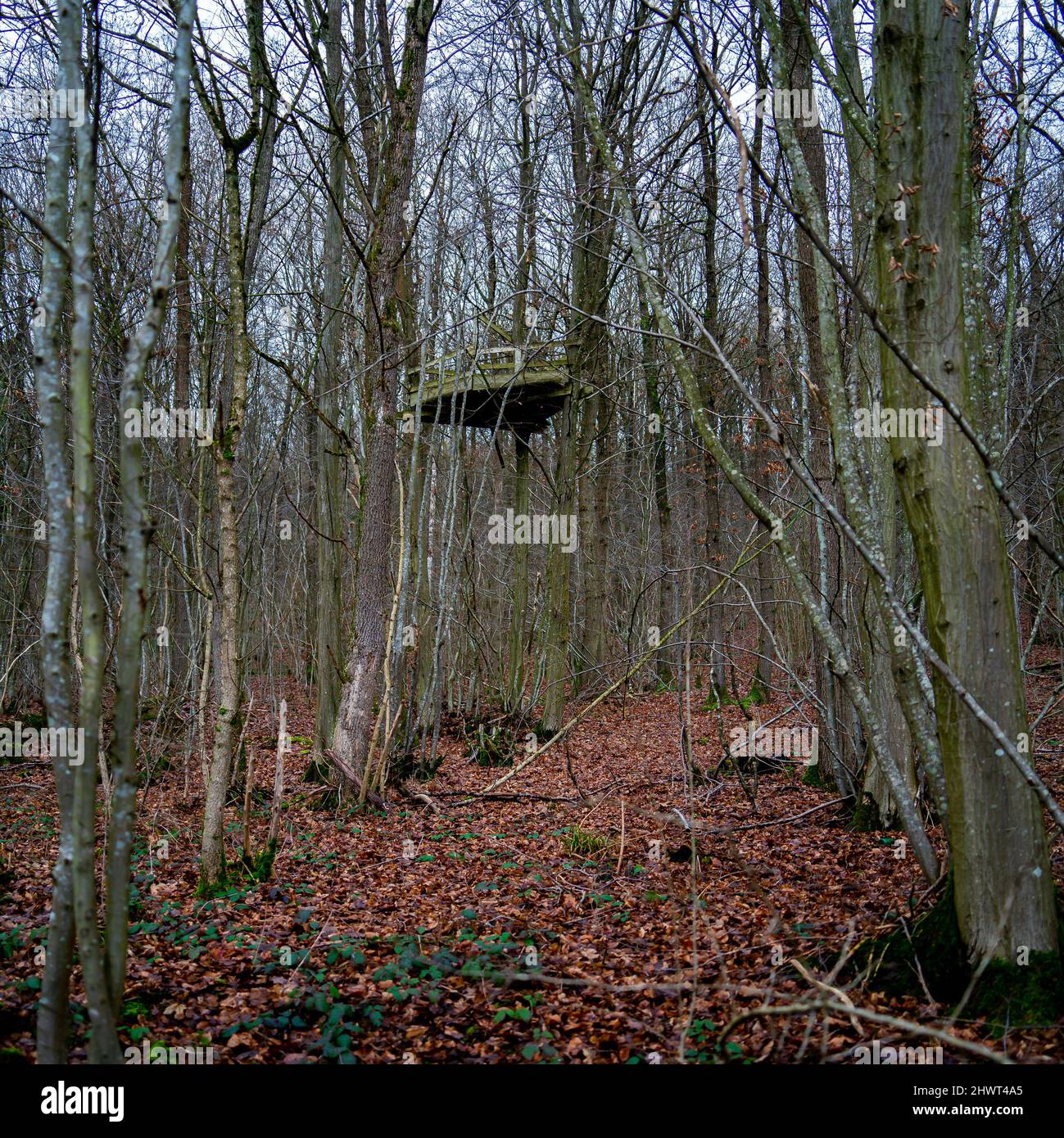 Wildlife observation platform -Fotos und -Bildmaterial in hoher ...
