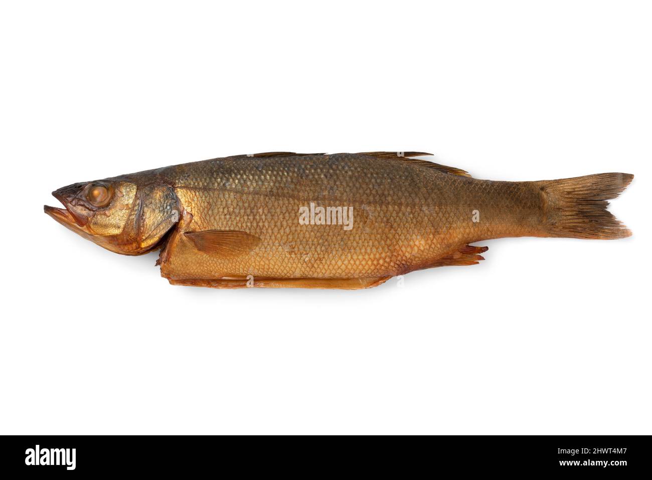 Seebarsch isoliert -Fotos und -Bildmaterial in hoher Auflösung – Alamy