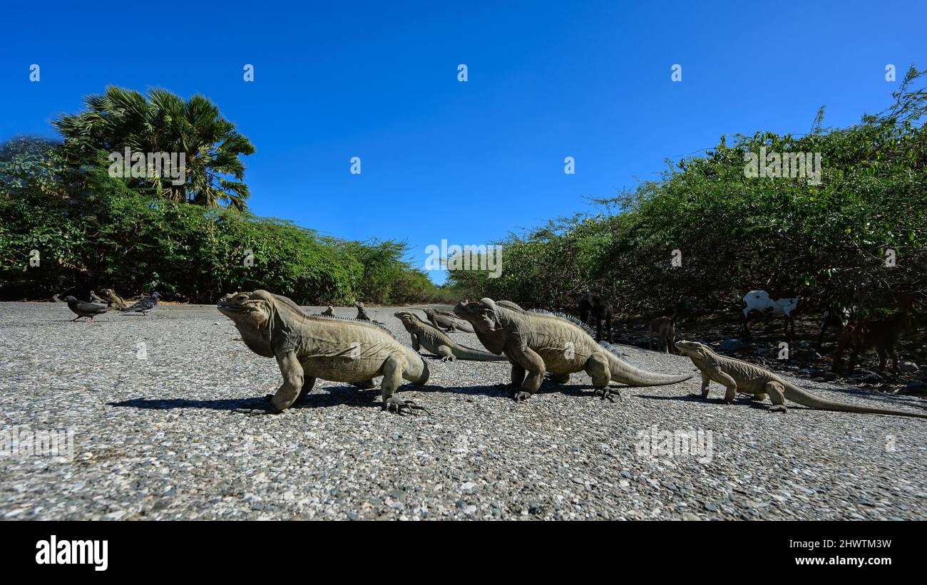 Einige Leguane auf asphaltierter Straße. Reptilies Tiere auf der ...
