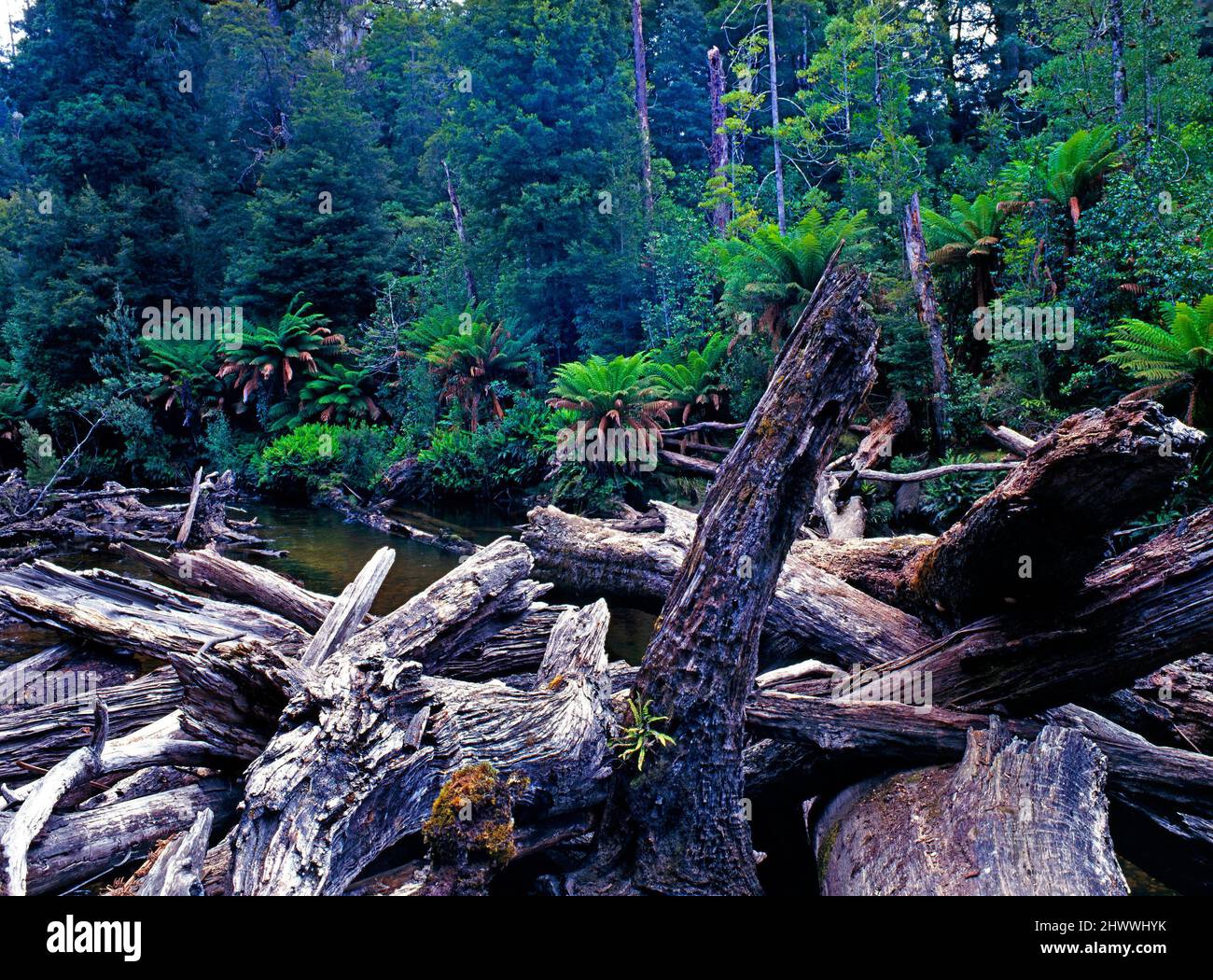Wald styx tasmanien -Fotos und -Bildmaterial in hoher Auflösung – Alamy