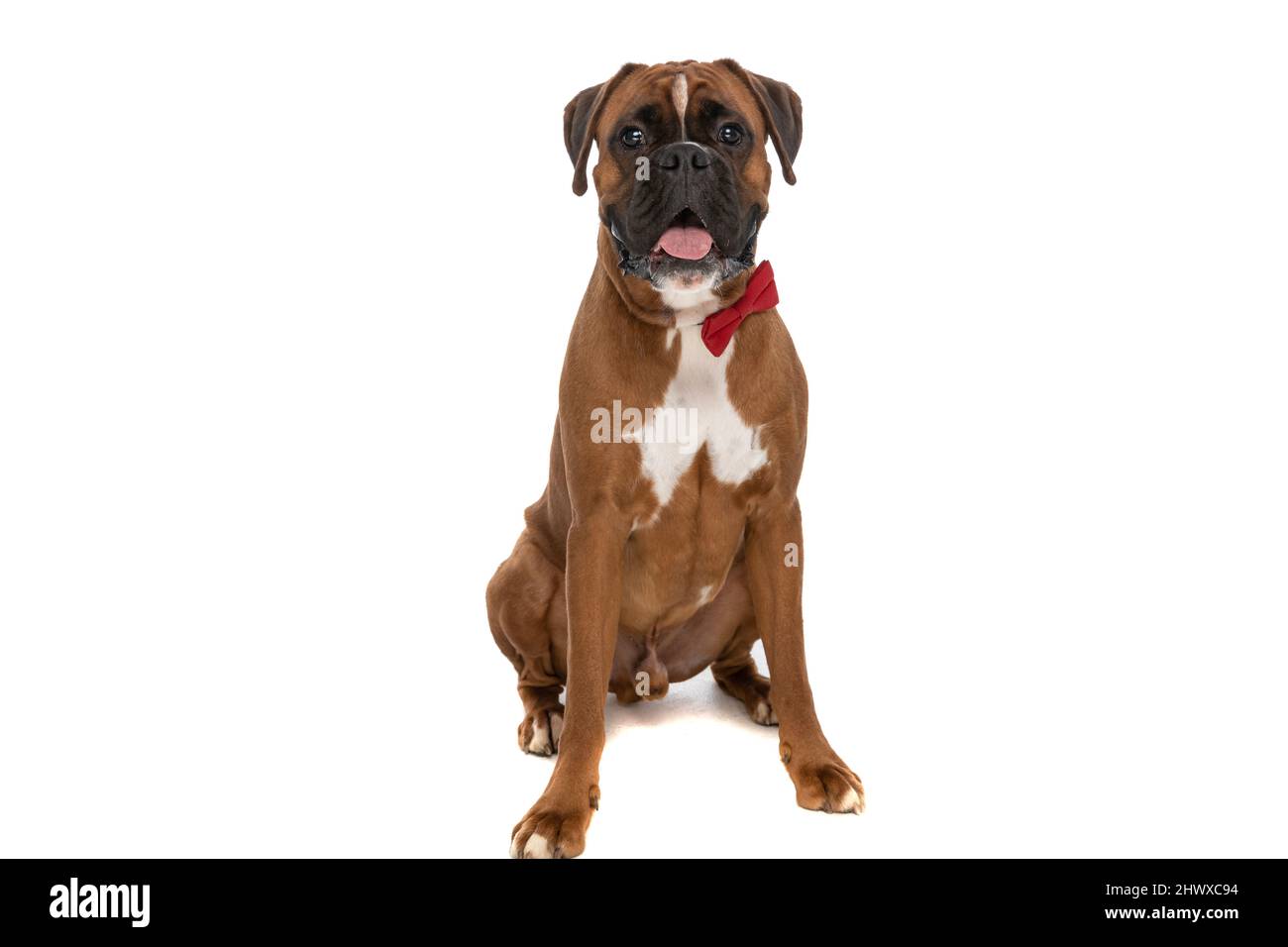 Sitzende verbeugung Ausgeschnittene Stockfotos und -bilder - Alamy