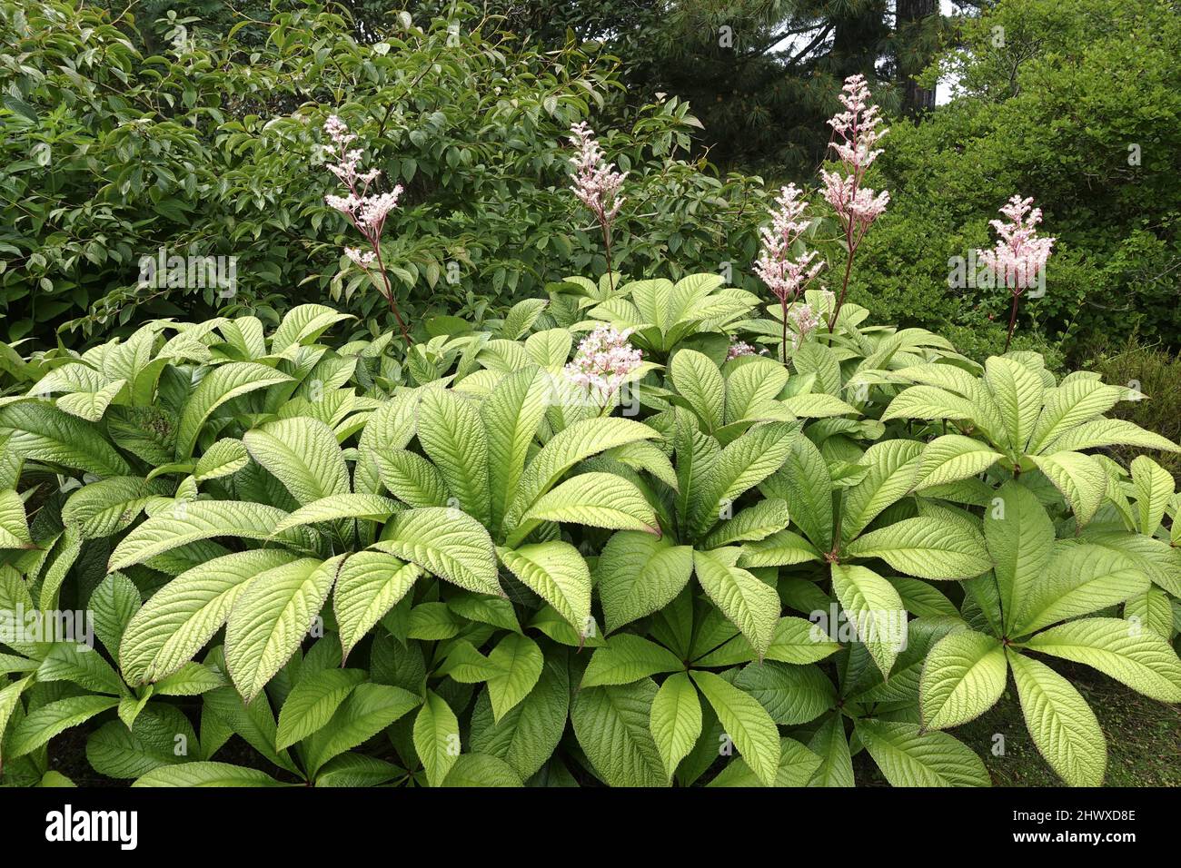 Plants rodgersia -Fotos und -Bildmaterial in hoher Auflösung – Alamy