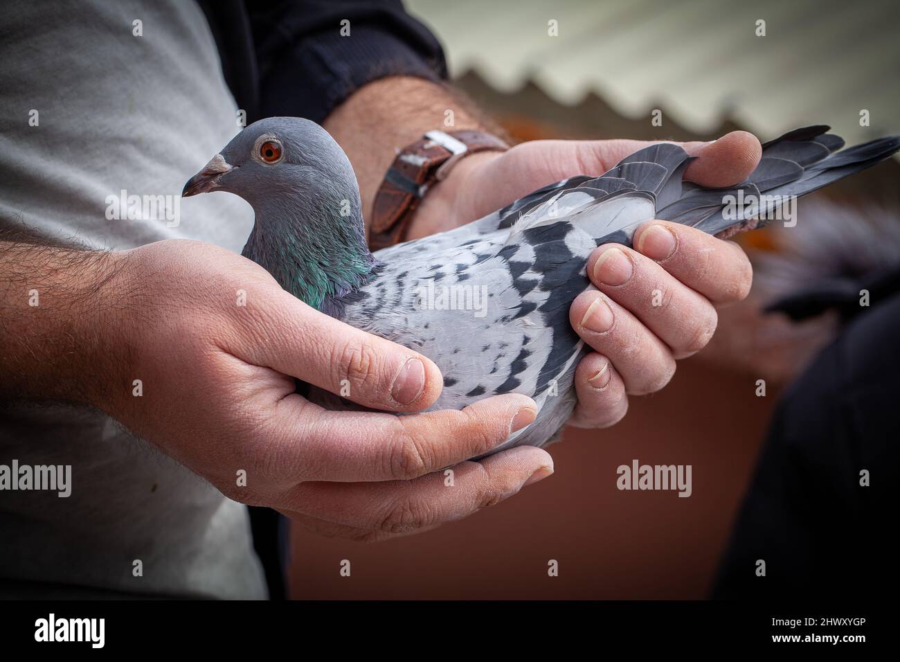 Homing pigeon -Fotos und -Bildmaterial in hoher Auflösung – Alamy