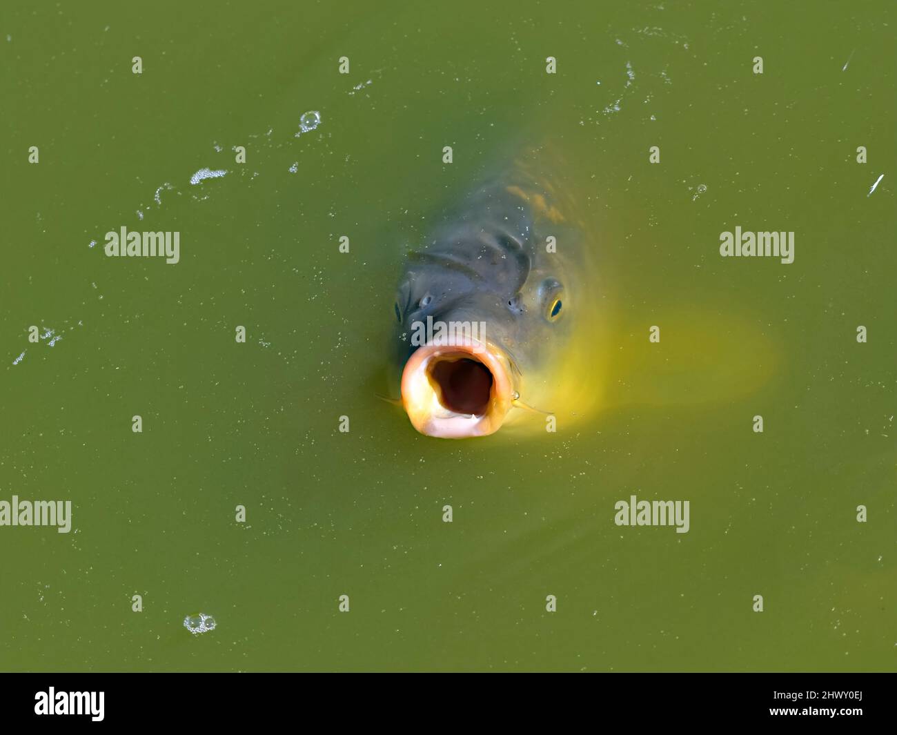 Karpfen (Cyprinus) an der Wasseroberfläche, der seinen Mund weit öffnet ...