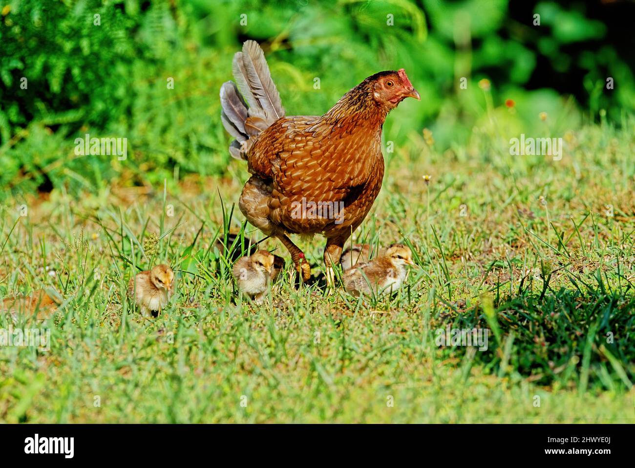 Das Huhn (Gallus domesticus) ist ein domestizierter Vogel, mit ...