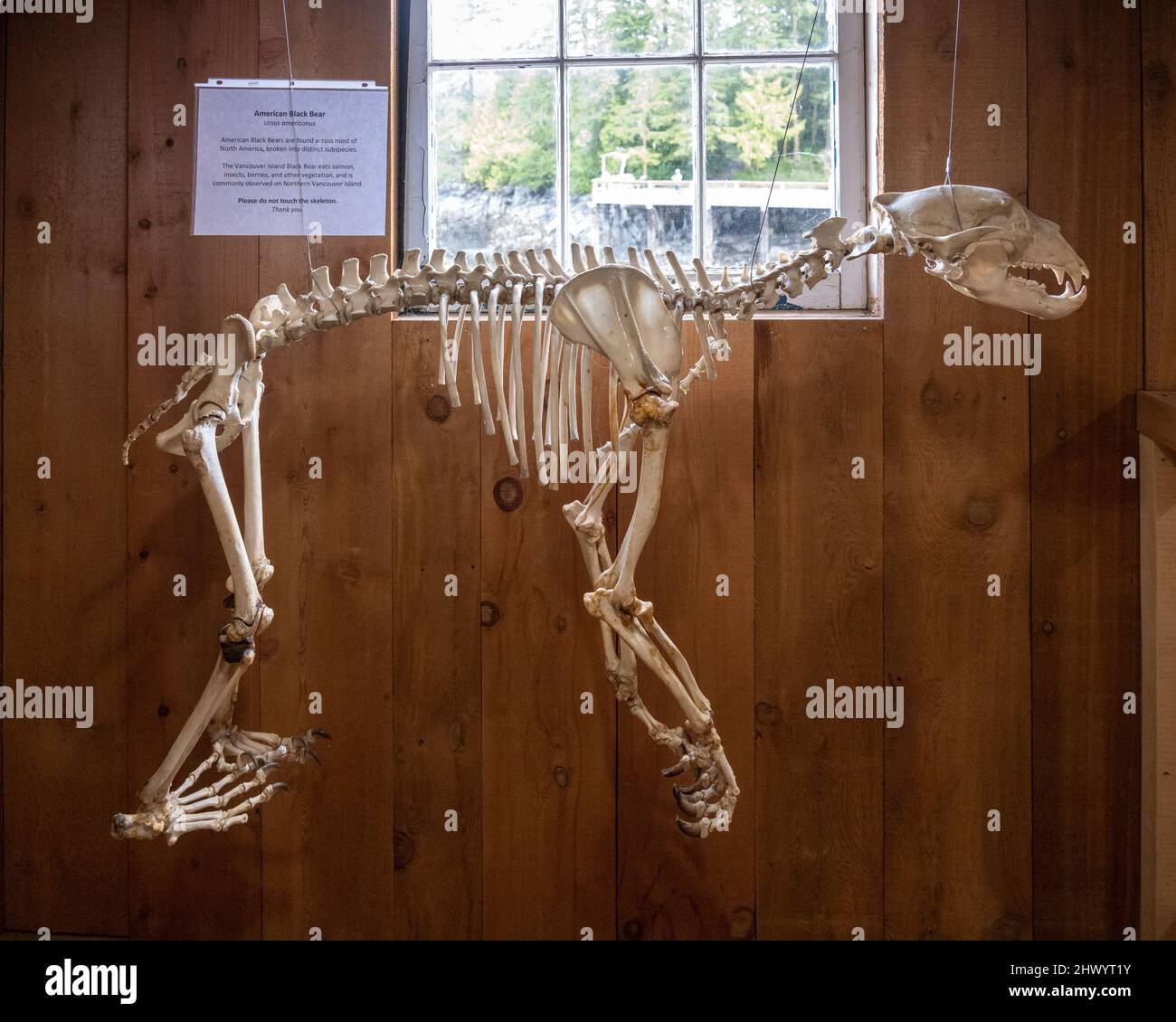 Bear skeleton -Fotos und -Bildmaterial in hoher Auflösung – Alamy