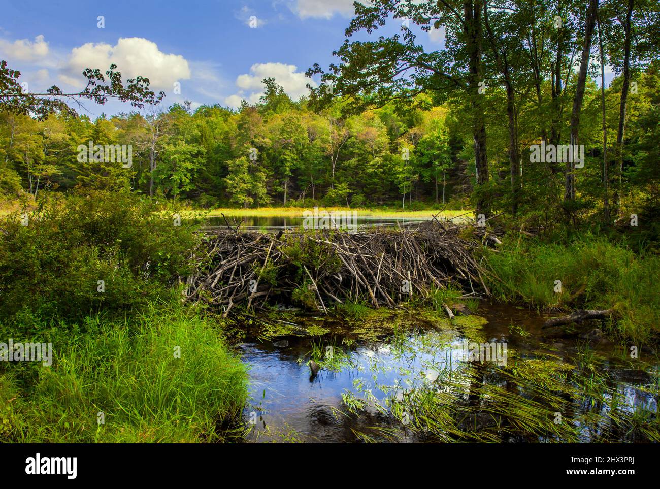 Biberdamm im wasser -Fotos und -Bildmaterial in hoher Auflösung – Alamy