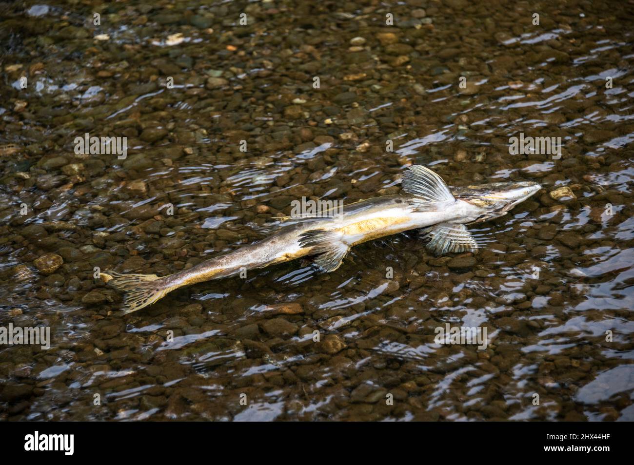 Toter lachs im fluss nach dem laichen -Fotos und -Bildmaterial in hoher ...