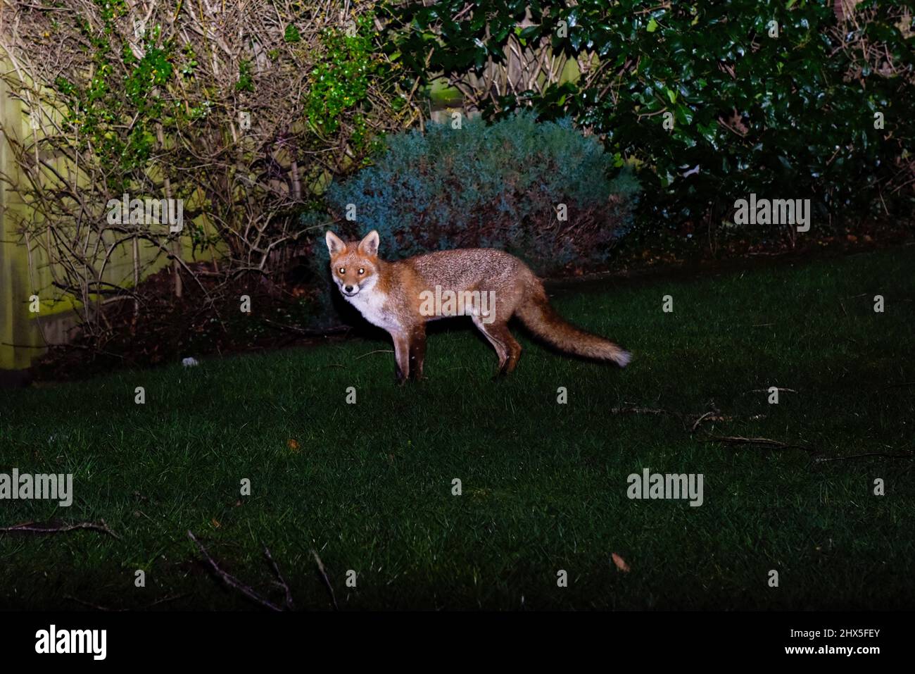 Fuchs wildlife abend nacht -Fotos und -Bildmaterial in hoher Auflösung ...
