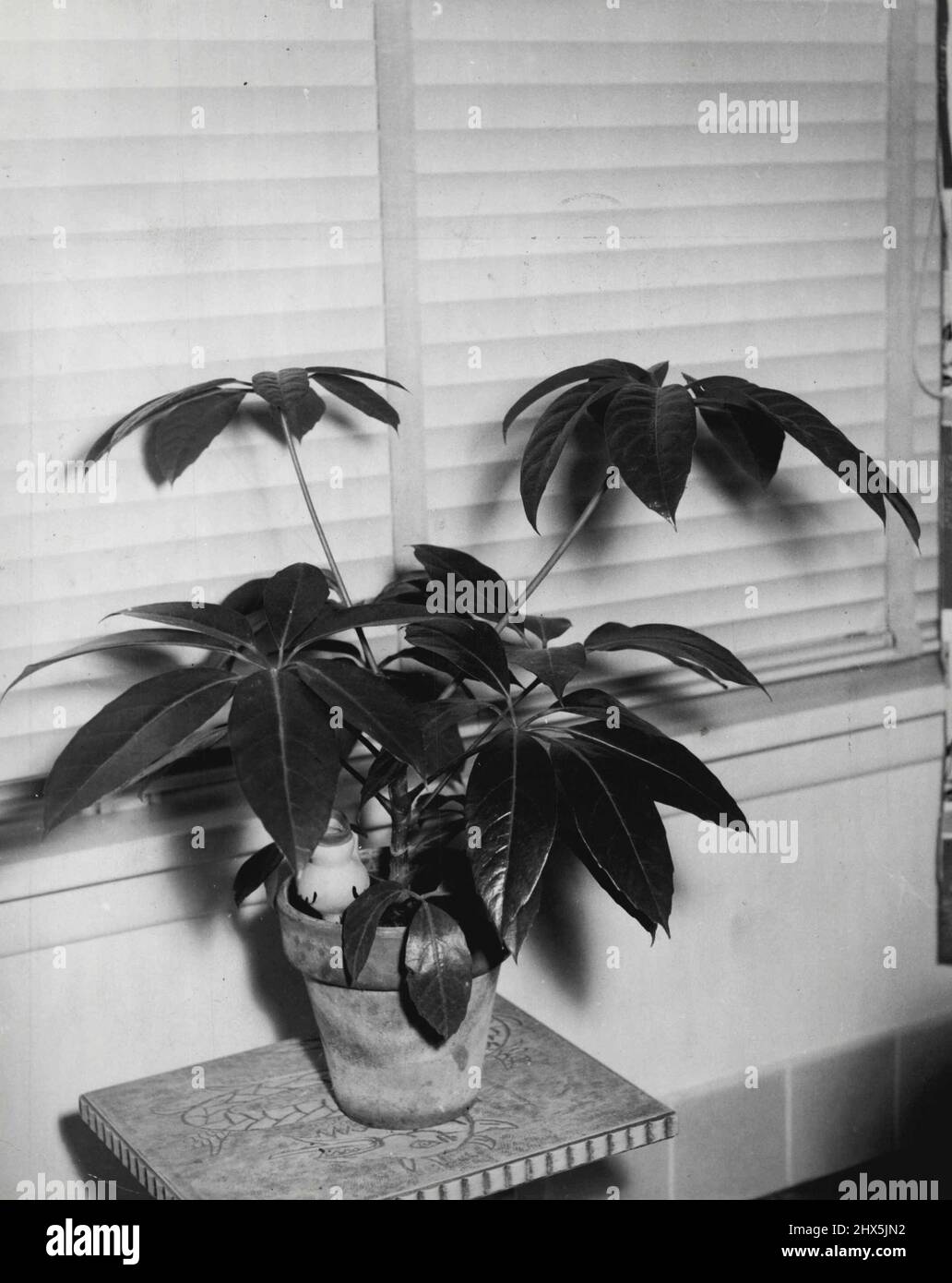 Brassia wird oft als Queensland Umbrella Tree bezeichnet. Im gezeigten ...