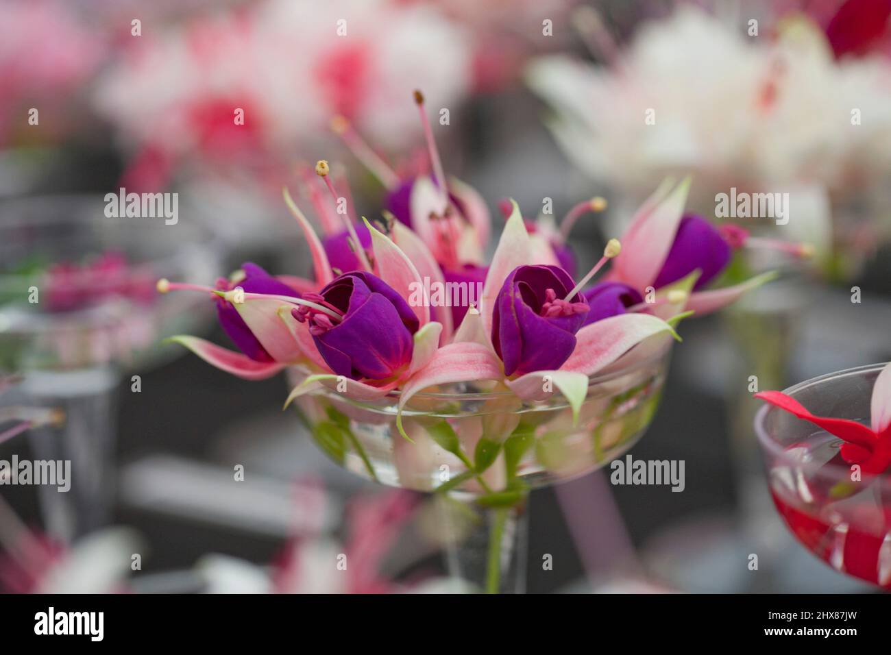Fuchsia display -Fotos und -Bildmaterial in hoher Auflösung – Alamy