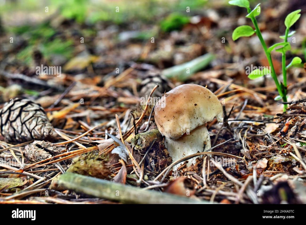 Boletus edulis essbare Pilze wächst im Wald Stockfotografie - Alamy