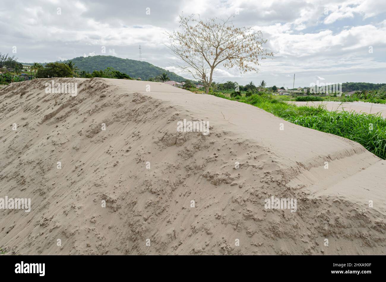 Shak shak tree -Fotos und -Bildmaterial in hoher Auflösung – Alamy