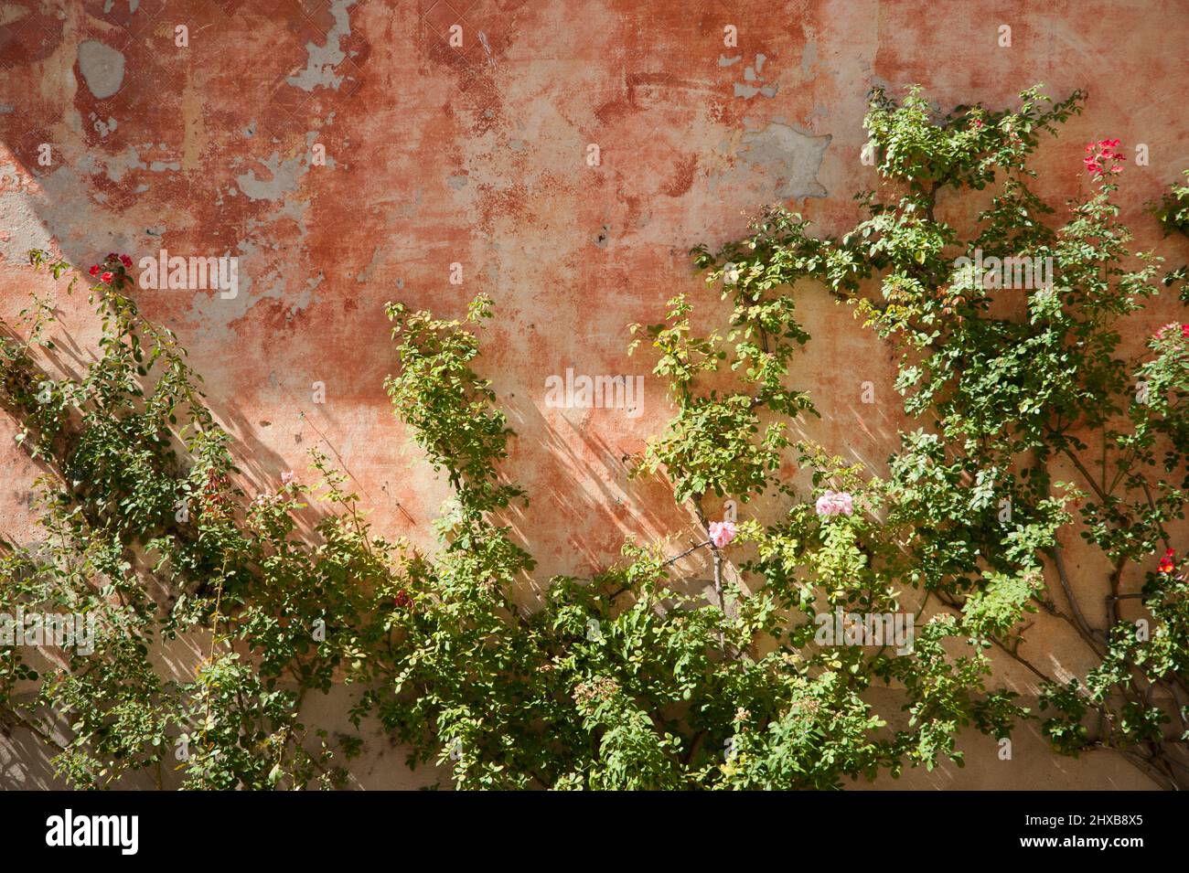 An bäumen hoch wachsende rosen -Fotos und -Bildmaterial in hoher Auflösung – Alamy