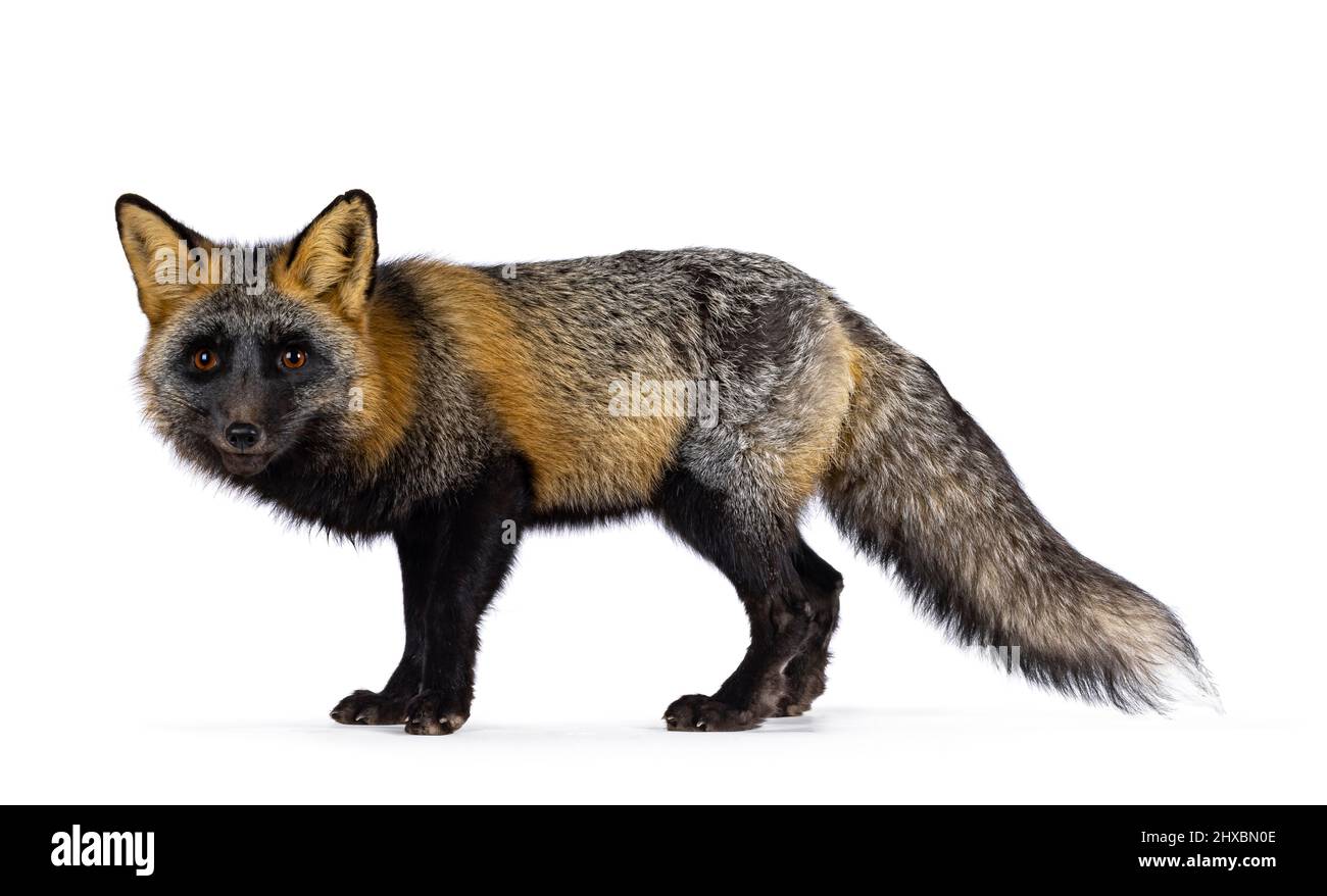 Kreuz Rotfuchs mit Silberfuchs aka Vulpes, stehende Seitenwege. Auf die ...