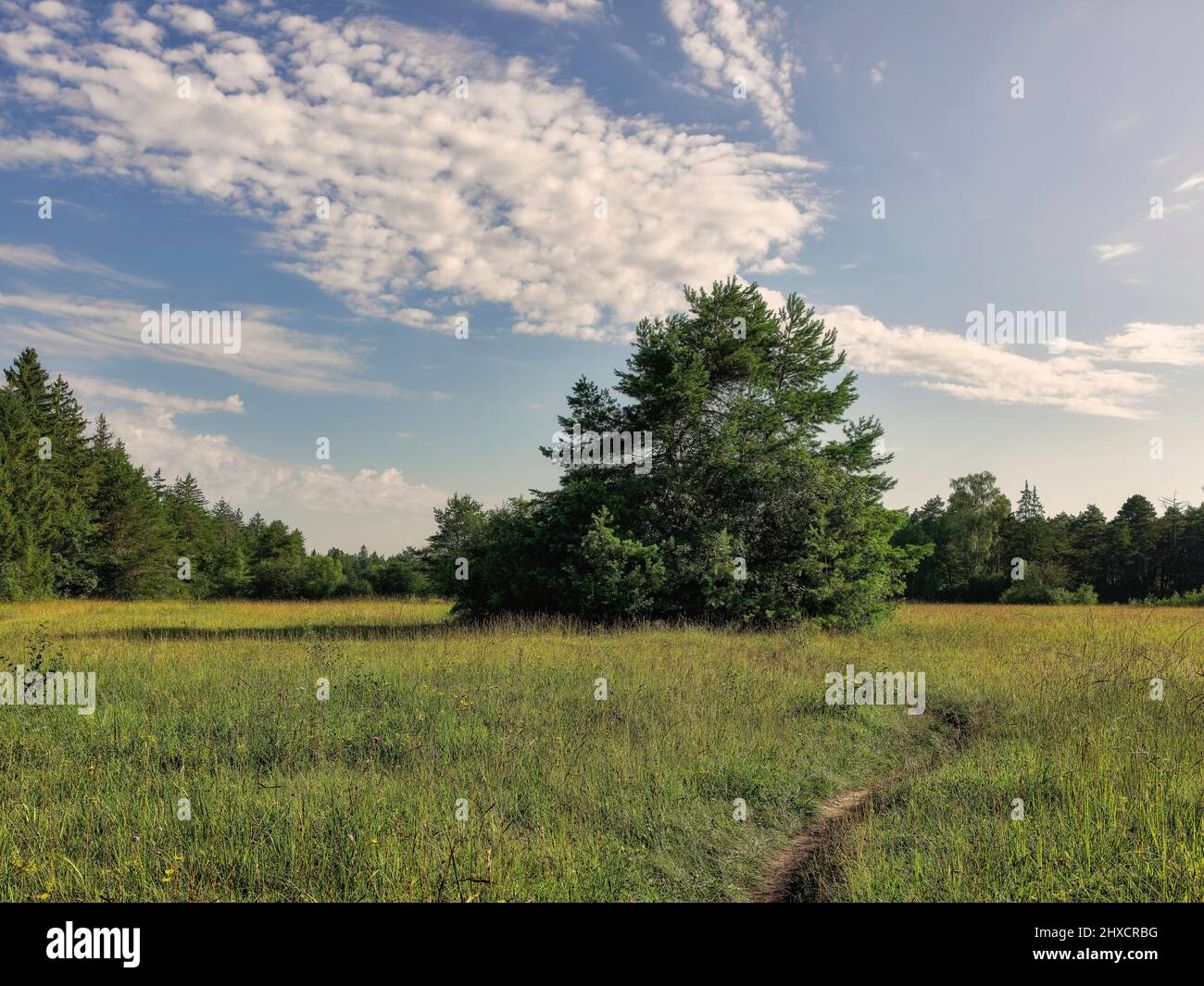 Laub und nadelwald lebensraum -Fotos und -Bildmaterial in hoher ...