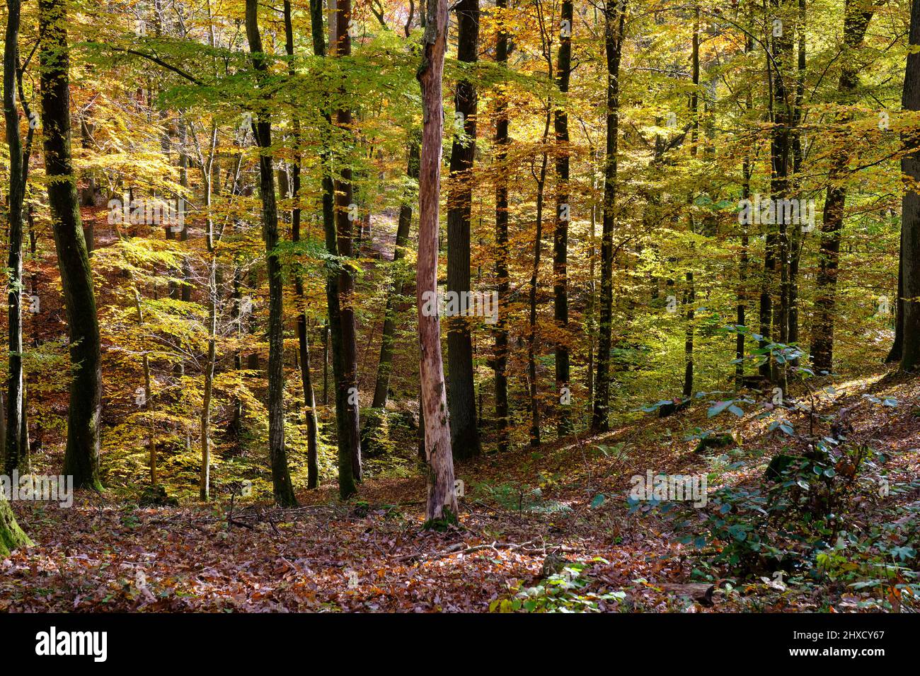 Landschaftspark Bettenburg im Naturpark Haßberge bei Hofheim i. Ufr ...