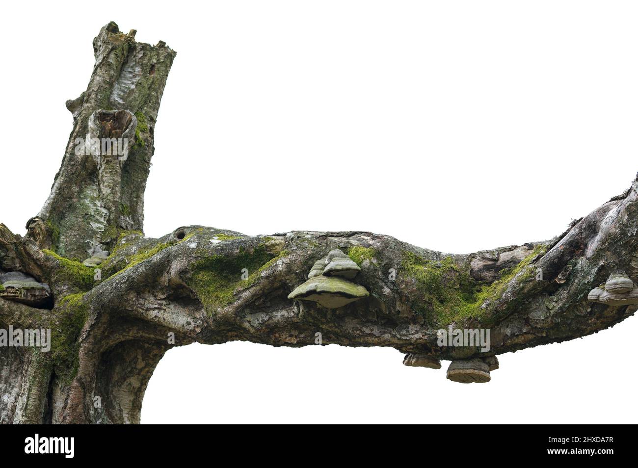 Toter baum mit moos und baumpilzen bewachsen -Fotos und -Bildmaterial ...