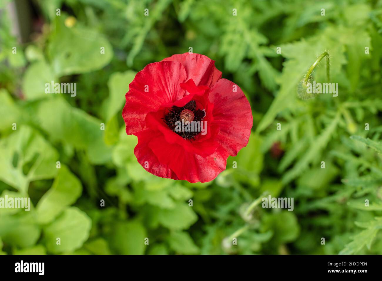 Mohnfeld im regen -Fotos und -Bildmaterial in hoher Auflösung – Alamy