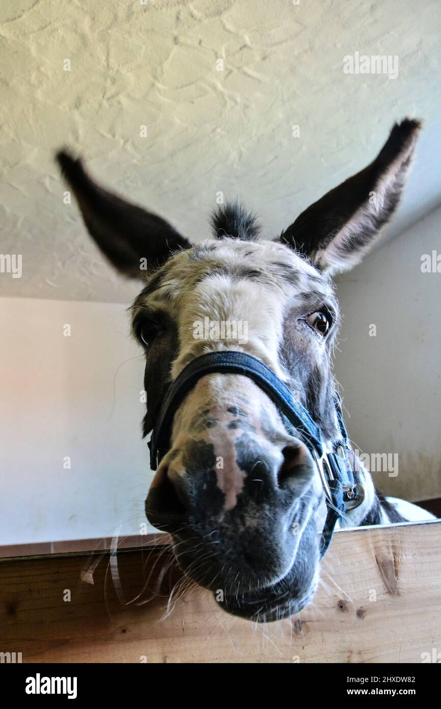 Esel bei stall -Fotos und -Bildmaterial in hoher Auflösung – Alamy