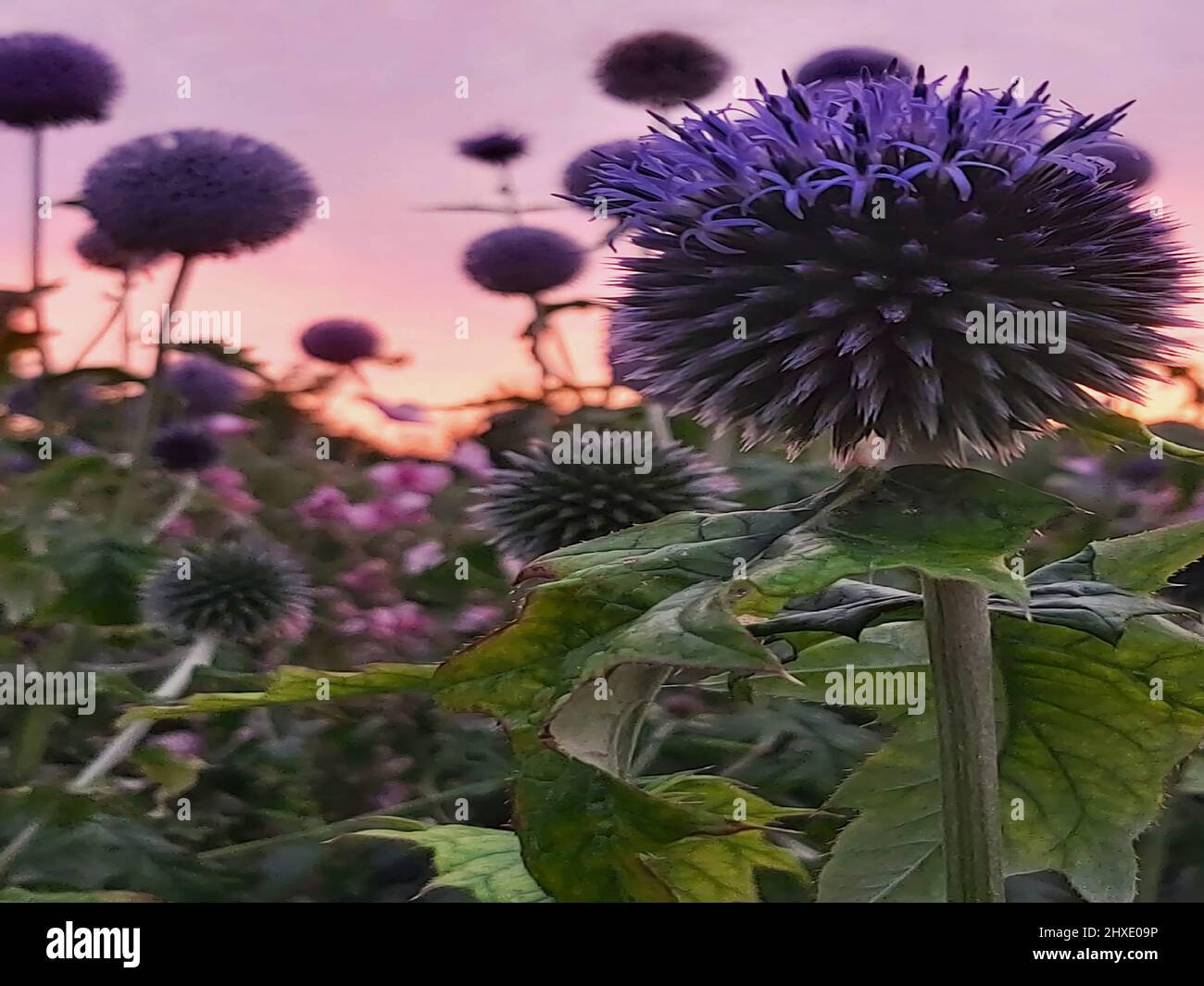 Feld der disteln -Fotos und -Bildmaterial in hoher Auflösung – Alamy