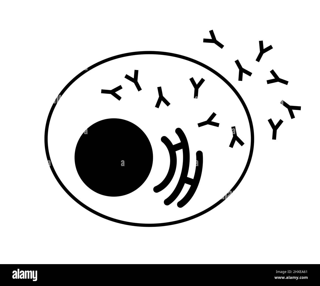 Plasma blutzelle Stockfotos und -bilder Kaufen - Alamy