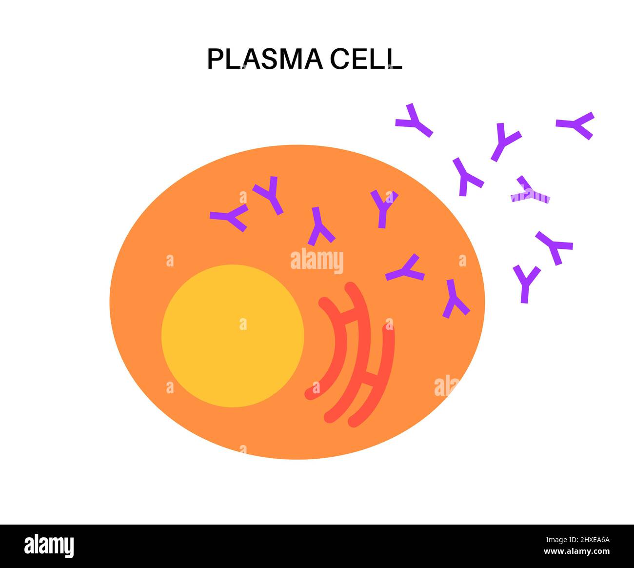 Plasma blutzelle Stockfotos und -bilder Kaufen - Alamy